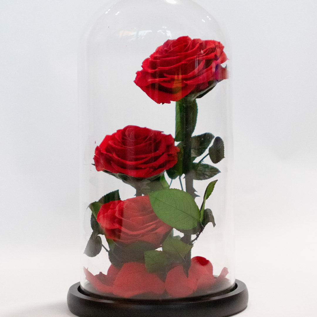 Belle – Preserved Flowers